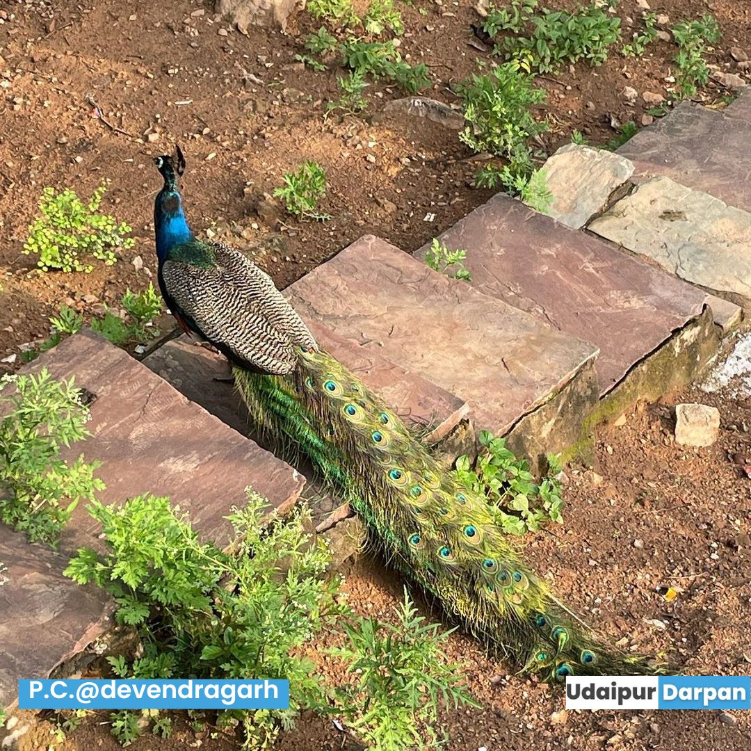 Neemach Mata Temple Udaipur - Photos, Reviews