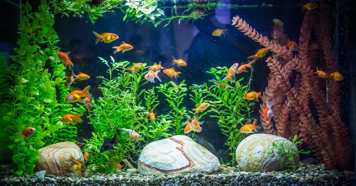 Under The Sun Aquarium: The largest Public Aquarium Gallery